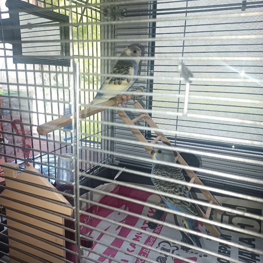 Волнистый попугай