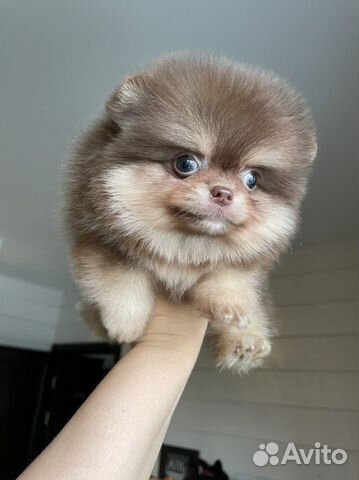 Шпиц шок/подп и ч/п медвежий тип