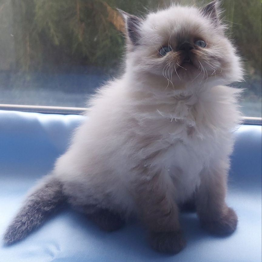 Гималайский котёнок