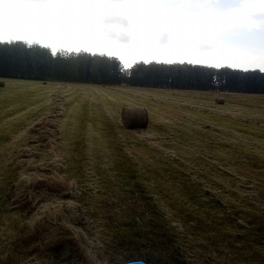 Продам сено в рулонах