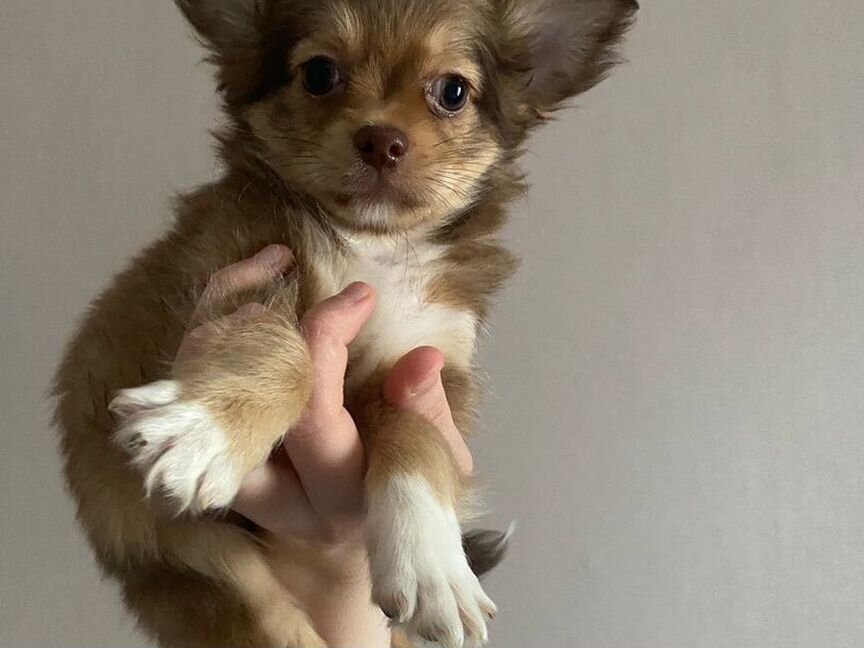 Прелестные очаровательные щенки чихуахуа