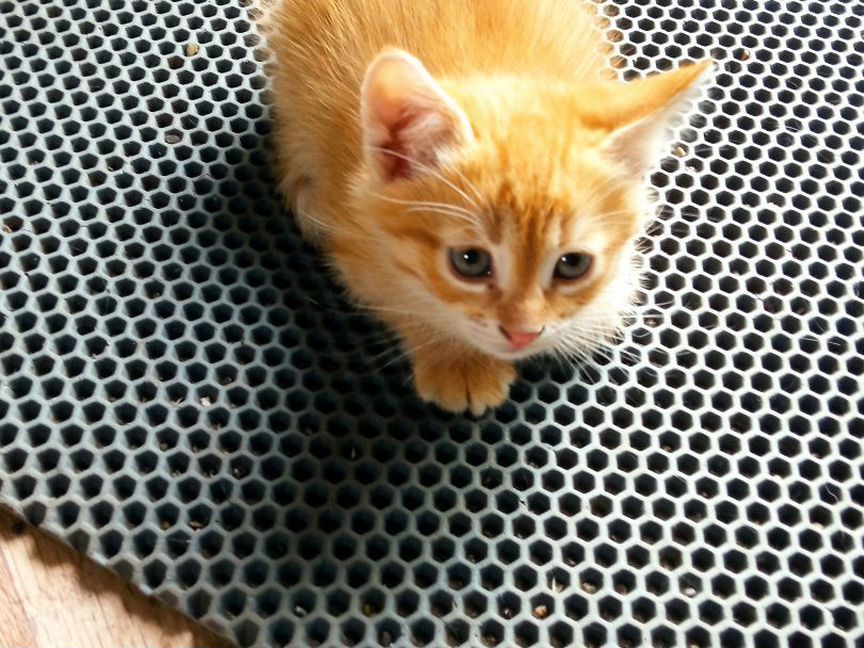 Рыжий котенок в добрые руки бесплатно