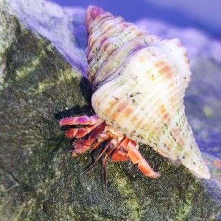 Раки отшельники для террариума