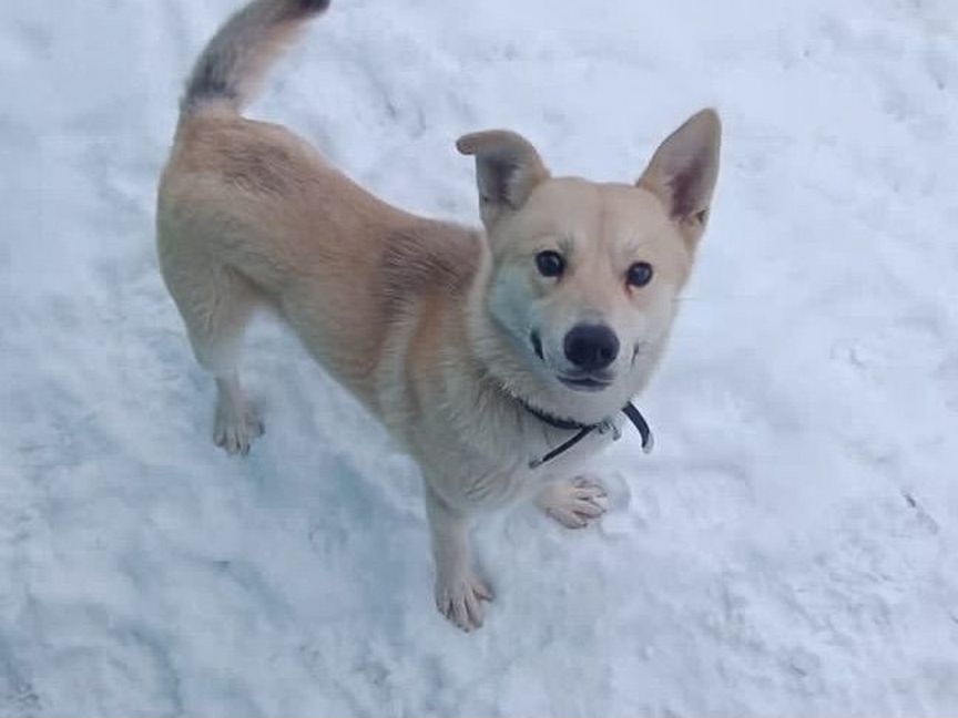 Собака в добрые руки