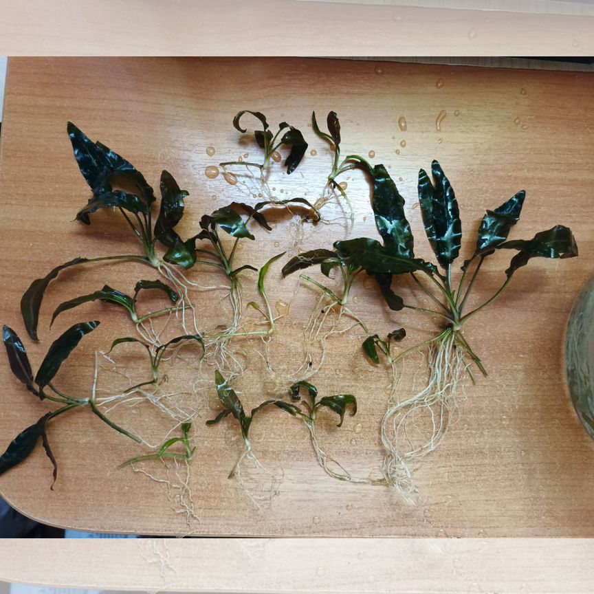 Аквариумное растение