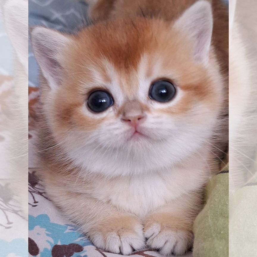 Шотландский супер мальчик