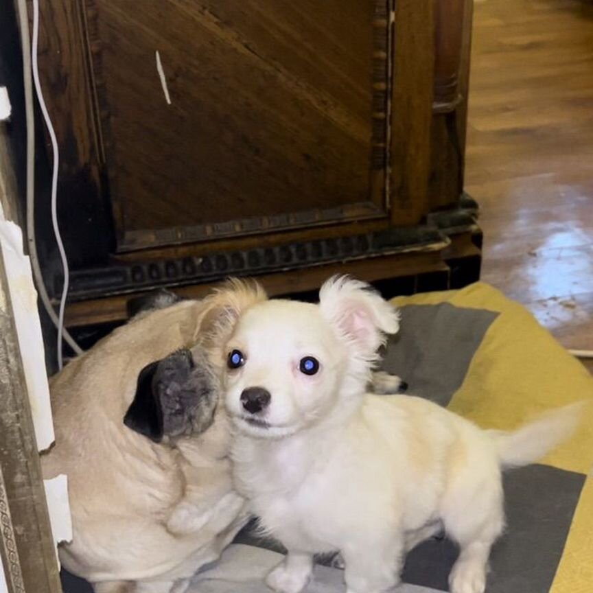 Чихуахуа девочка