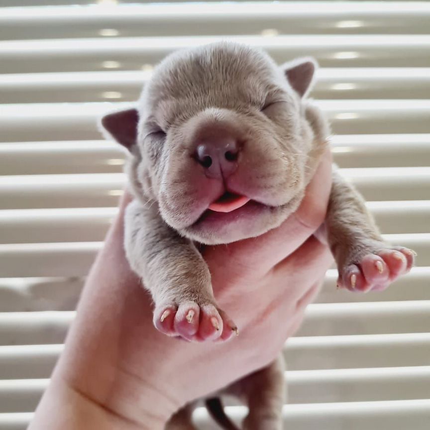 Американский булли