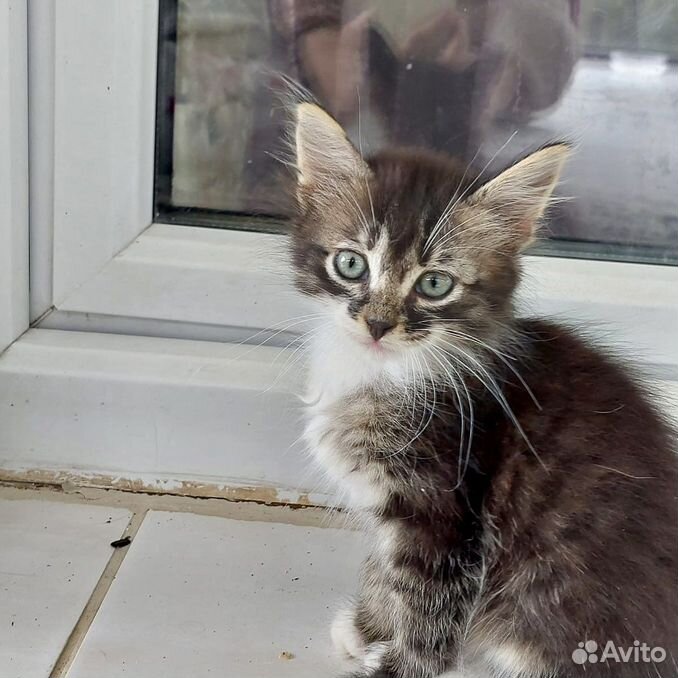 Котенок пушистик