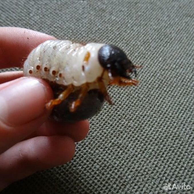 Личинки восточного жука-носорога (Dynastes Tytius)