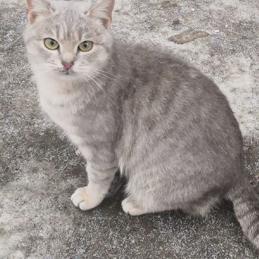 Кошечке очень нужен дом