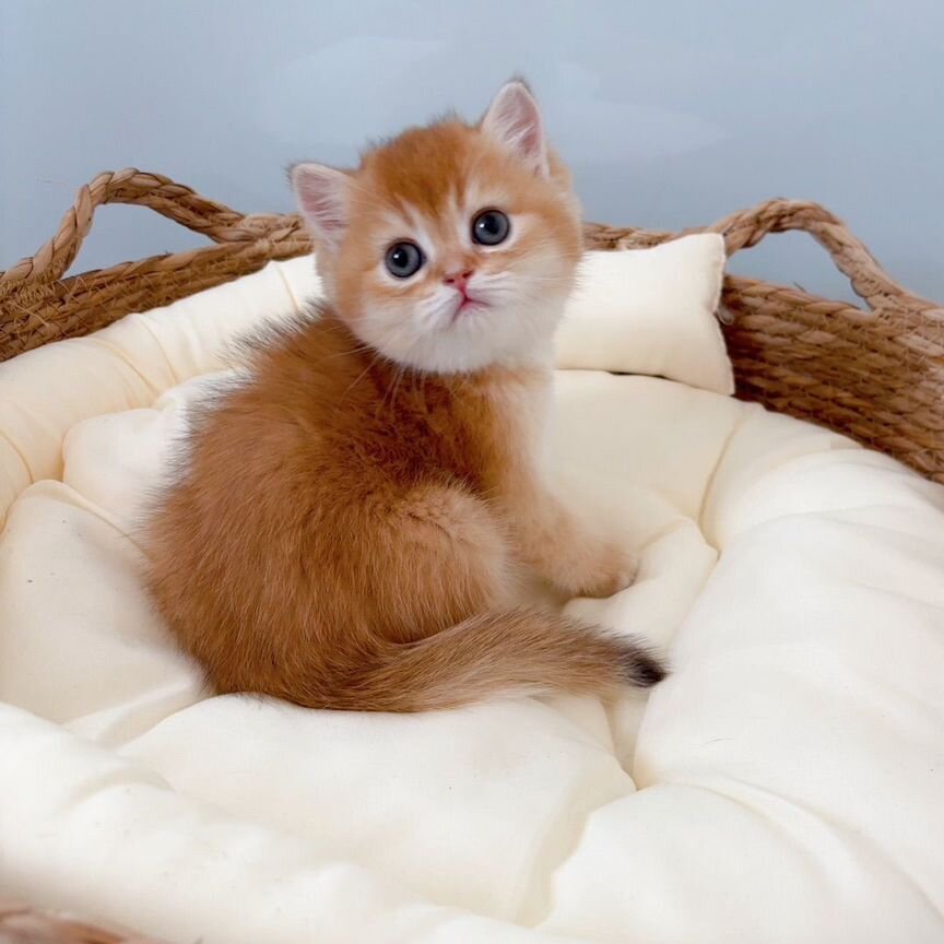 Шоколадная золотая шиншилла