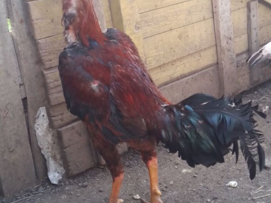 Бойцовая птица