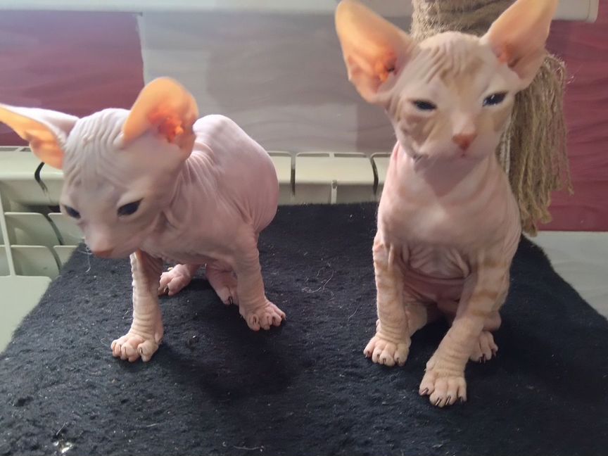 Донской сфинкс котята