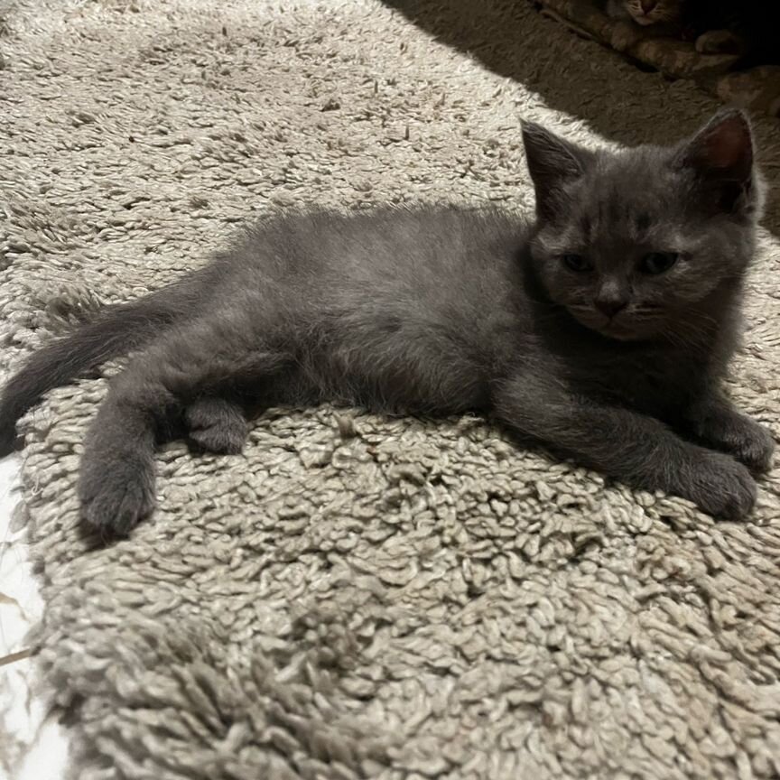 Котёнок от частного владельца