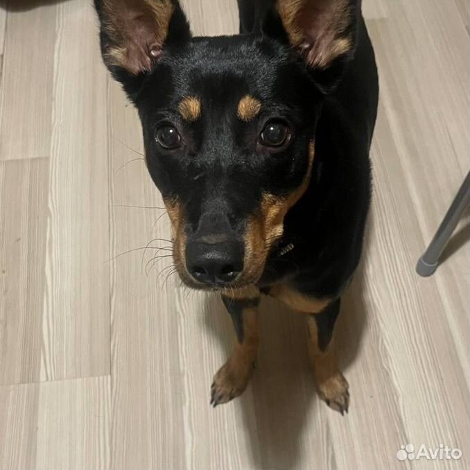 Цвергпинчер, метис