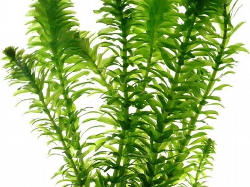 Живые растения в аквариум