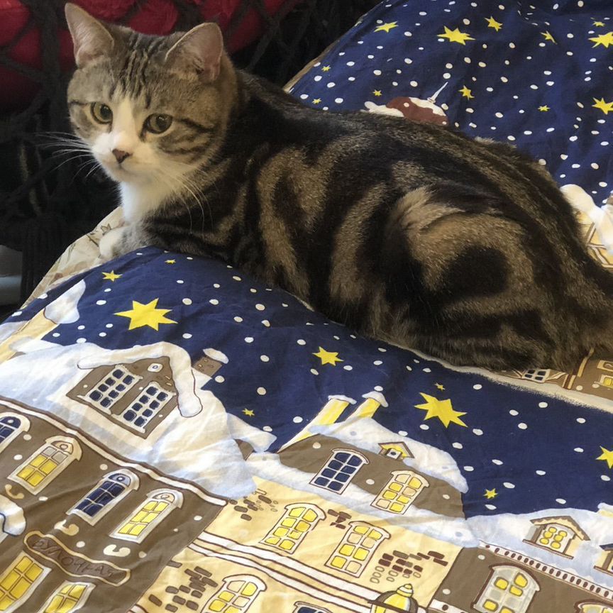 Отдам котенка в добрые руки