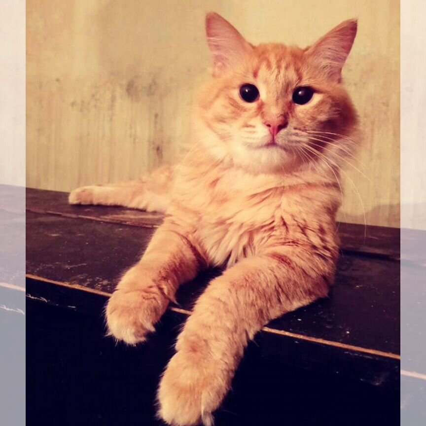 Кот Солнышко в добрые руки