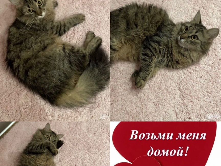 Котенок с тяжелой судьбой ищет маму