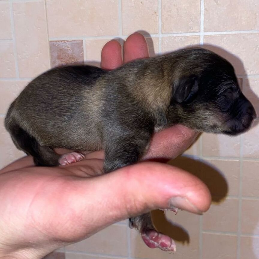 Щенок в добрые руки