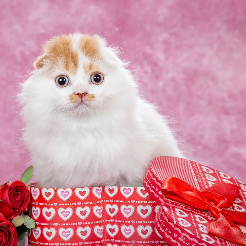Шотландский вислоухий длинношёрстный котёнок