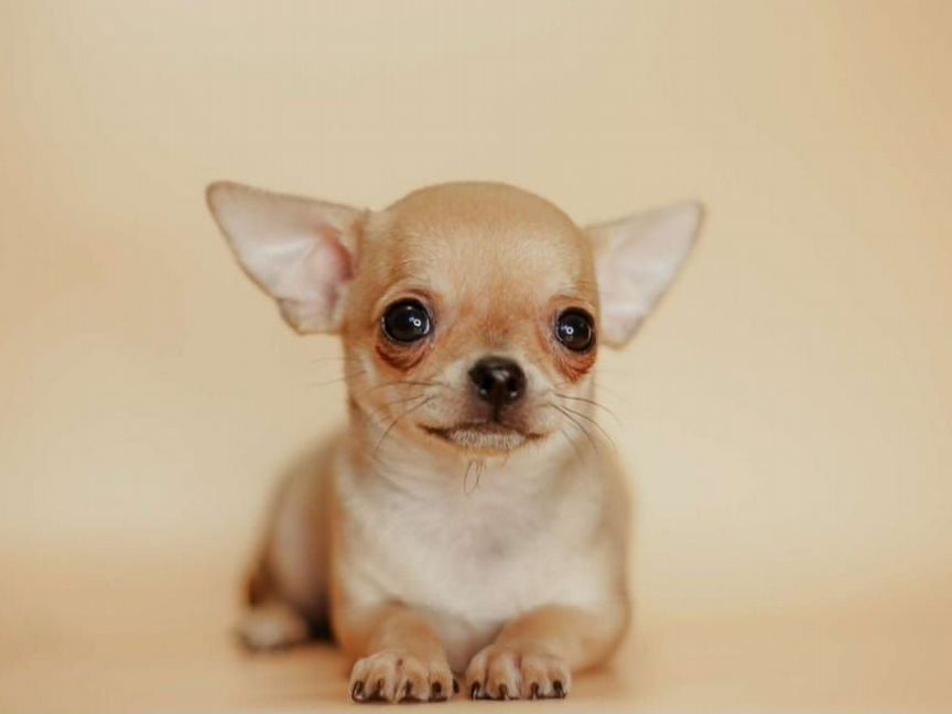 Рыжий красавчик