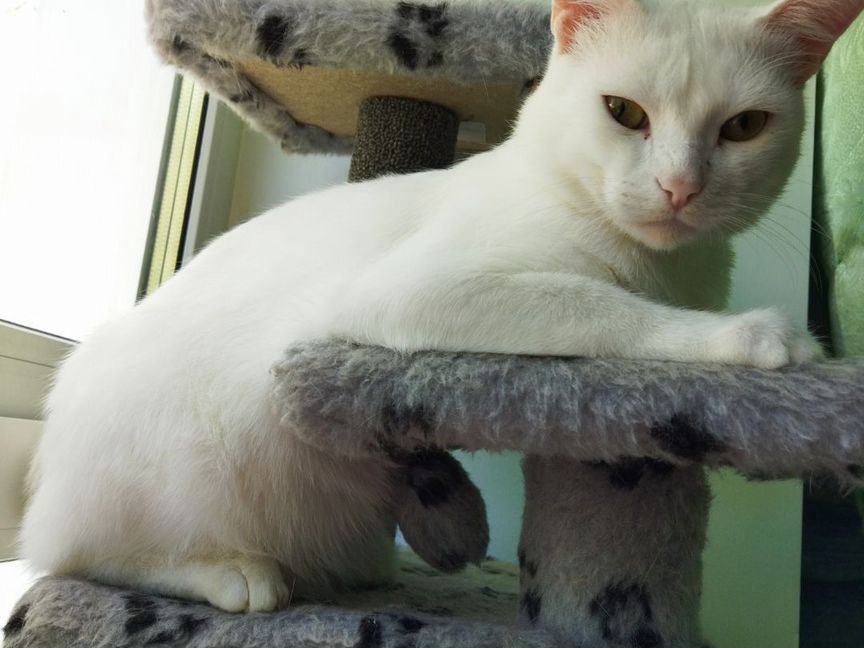 Кот в добрые руки