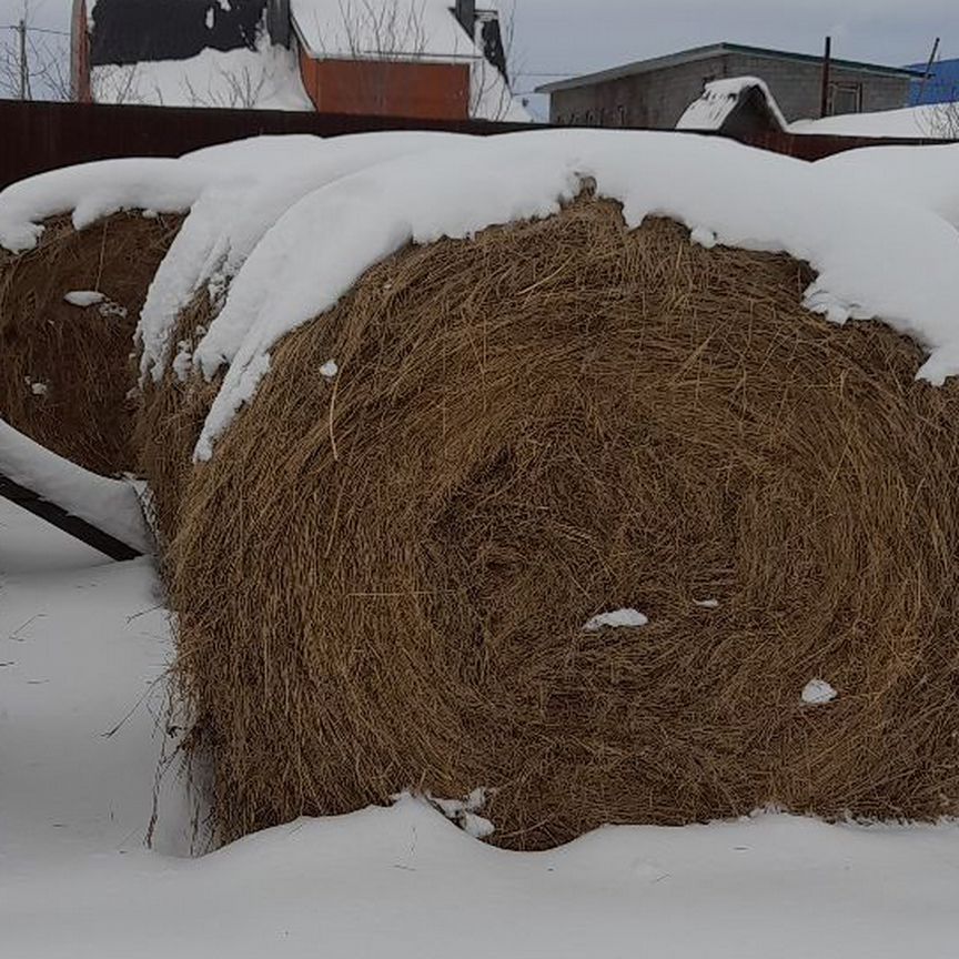 Продам сено в рулонах