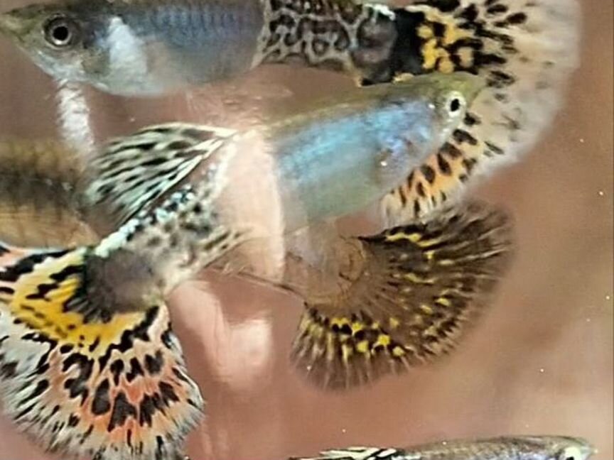 Чистая линия гуппи черноголовая ковровая кобра