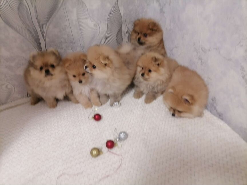 Новогоднее счастье стучится к вам в дом