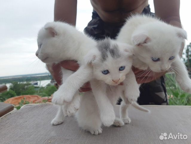 Вислоухие котята