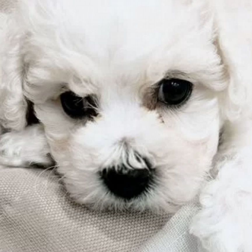 Бишон фризе, щенок