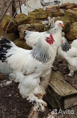 Продам кур породы Брама