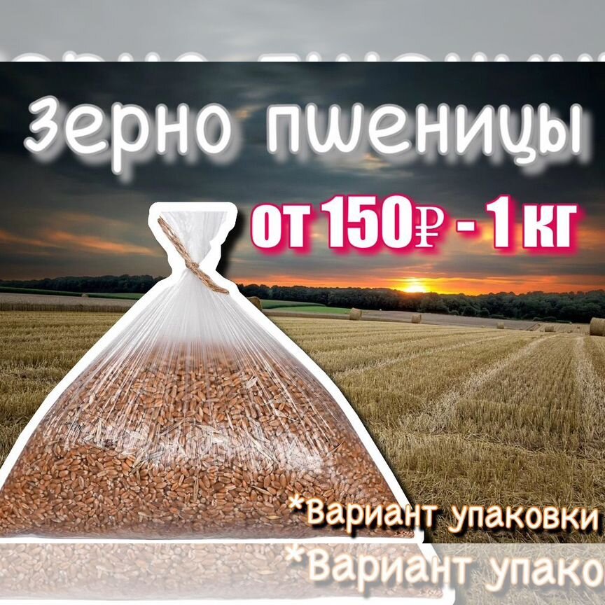 Зерно пшеница