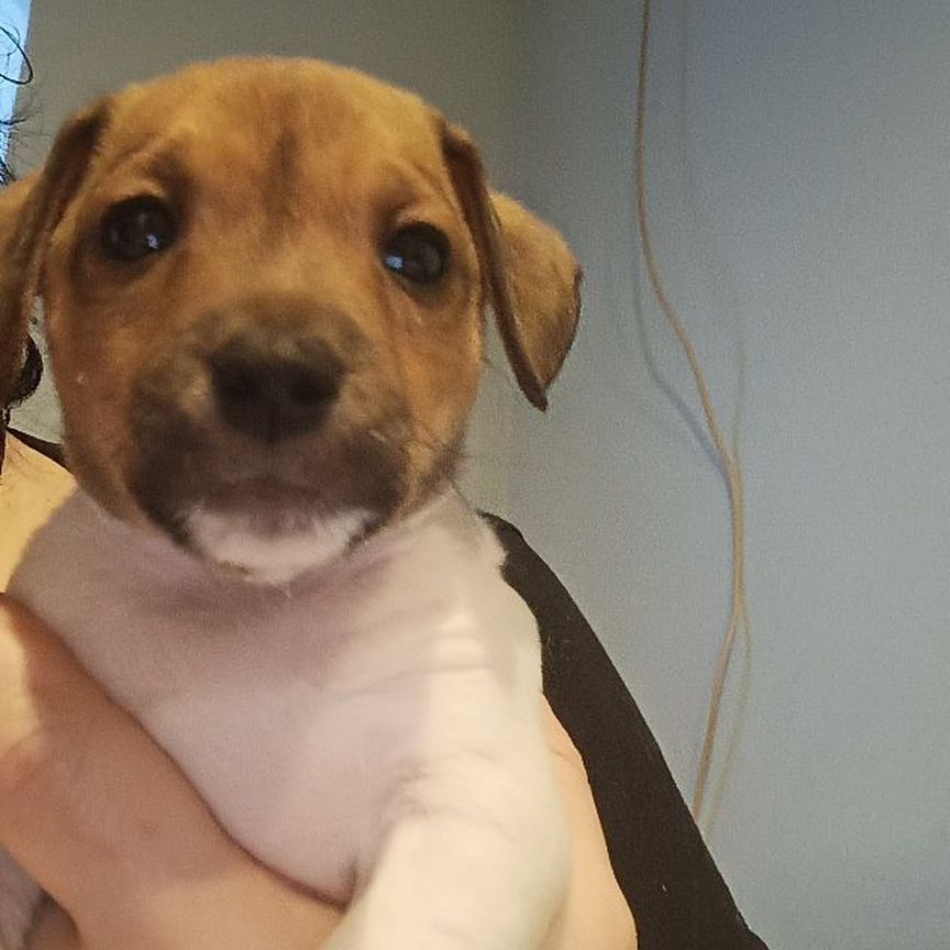 Щенки Джек Рассел терьер гладкошерстный