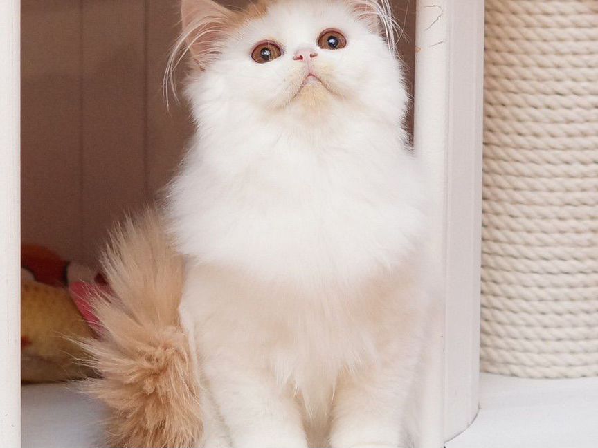 Шотландские котята мальчик кремовый с белым