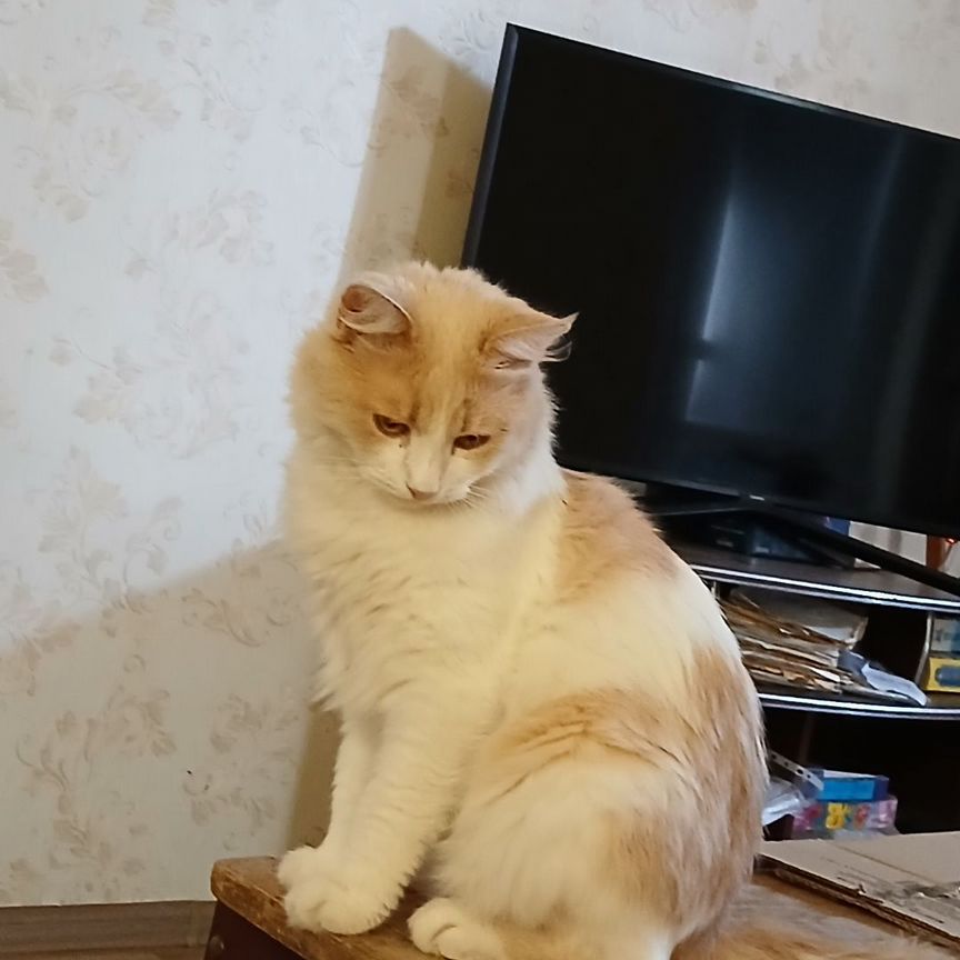 Домашний приют Котик 1.3 месяца турецкая ангора