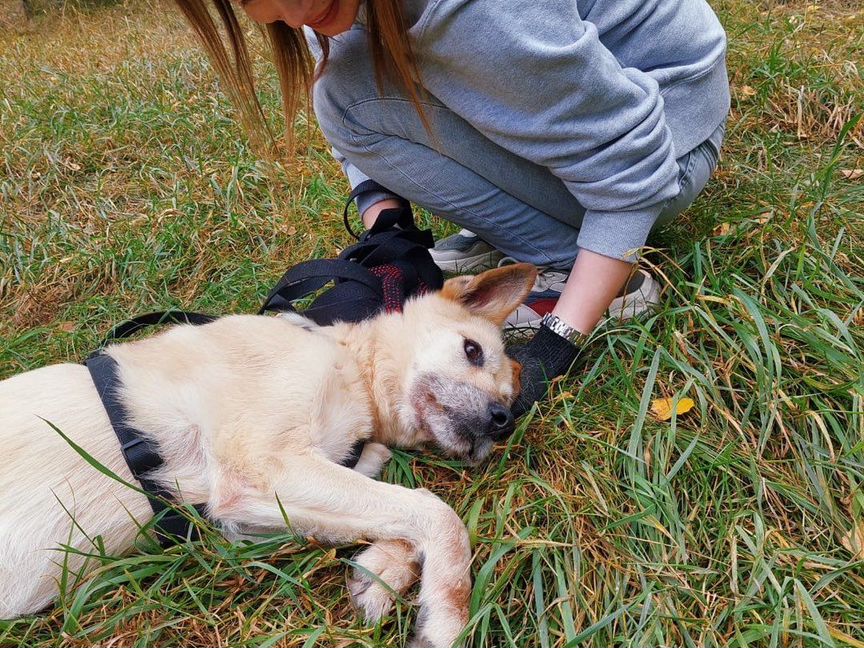 Балта умирает в приюте