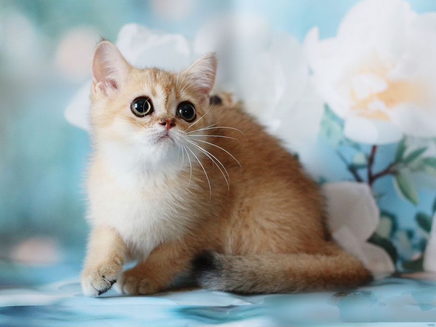 Золотой шотландский мальчуган