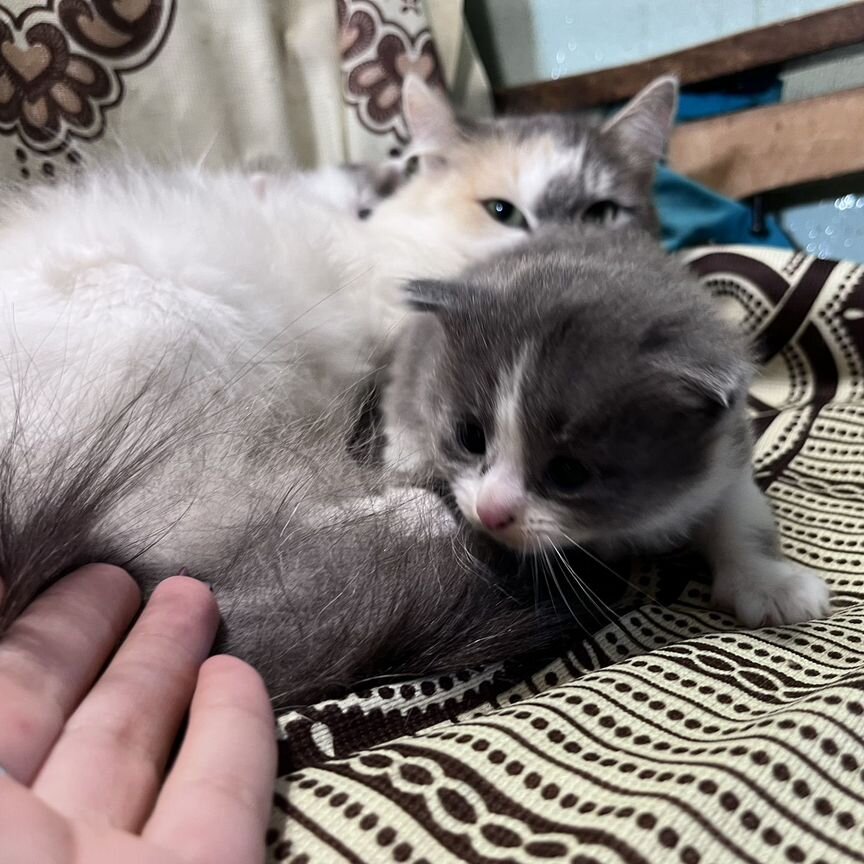 Котята в добрые руки
