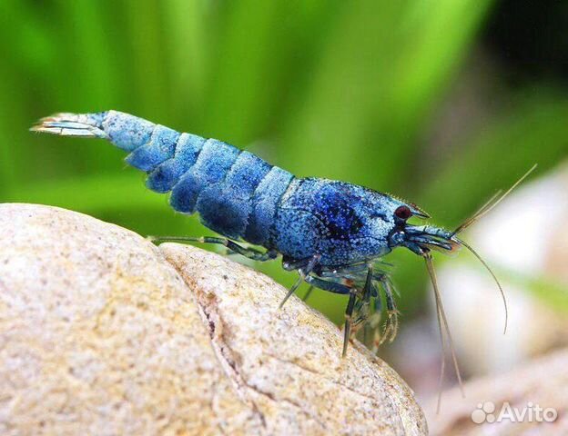 Креветки Тайвань Blue Bolt, Panda