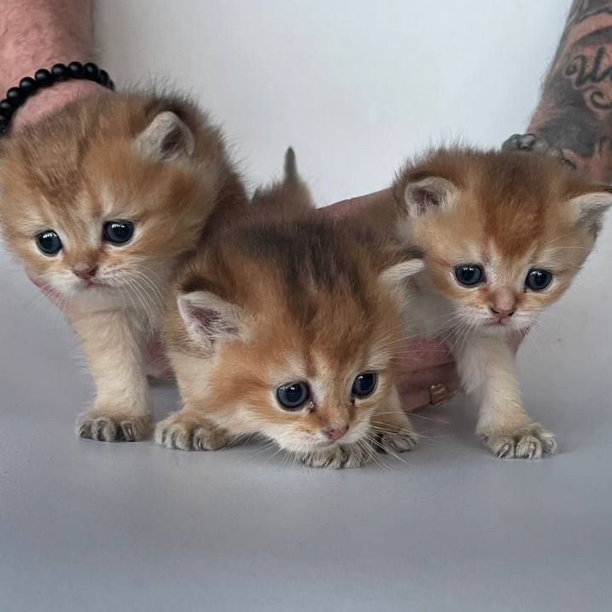 Котята золотая шиншилла