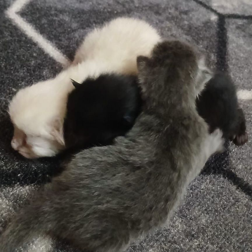 Котята