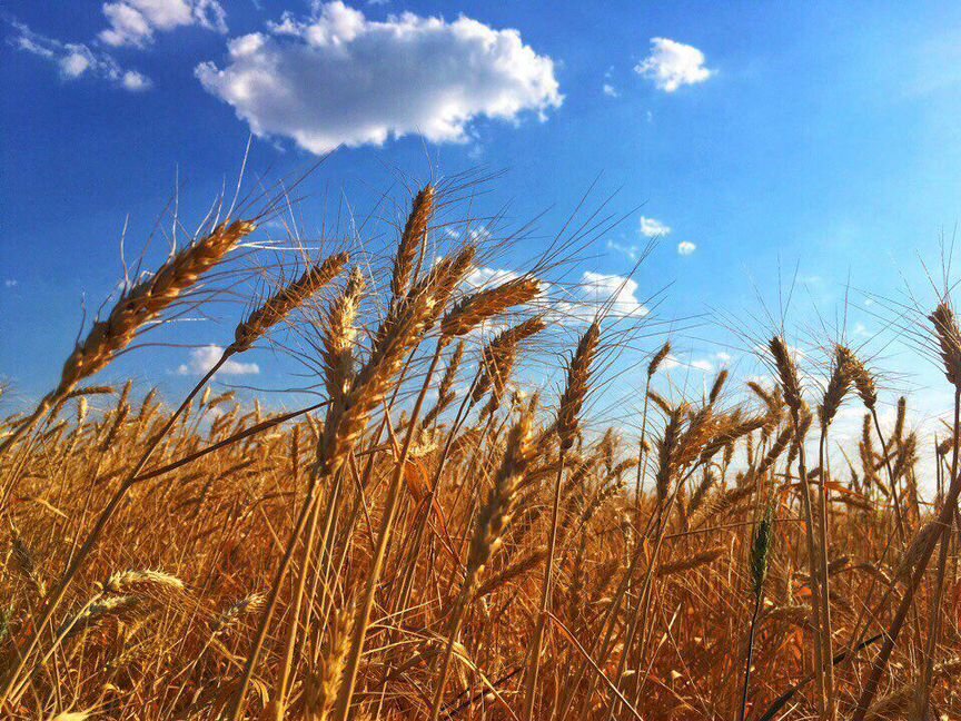 Зерно пшеница