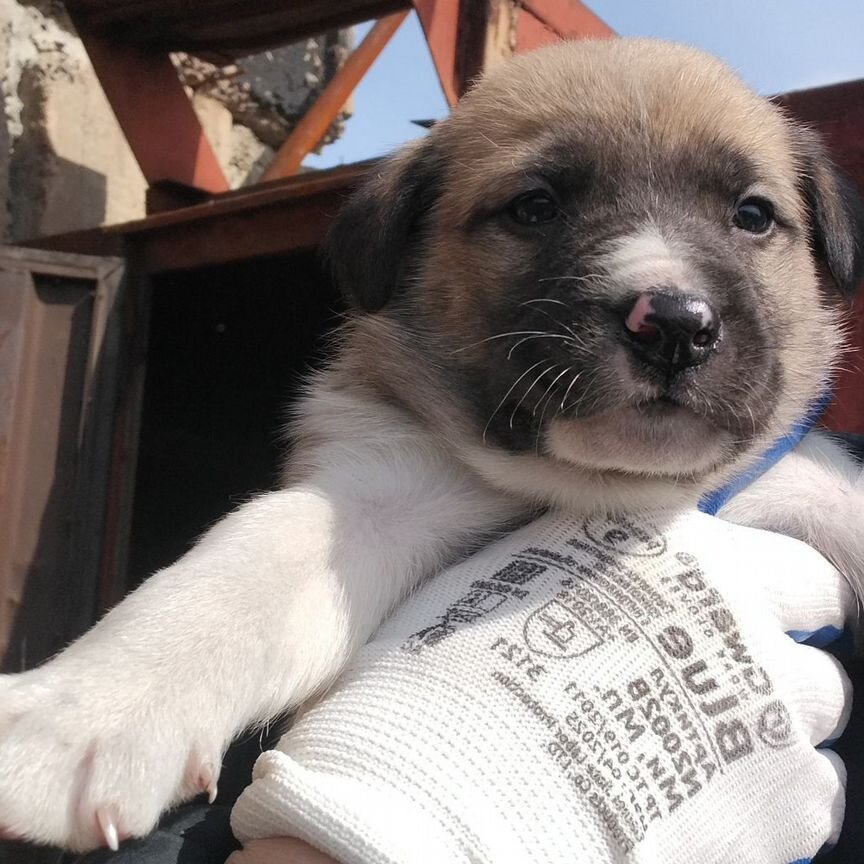 Щенок в добрые руки