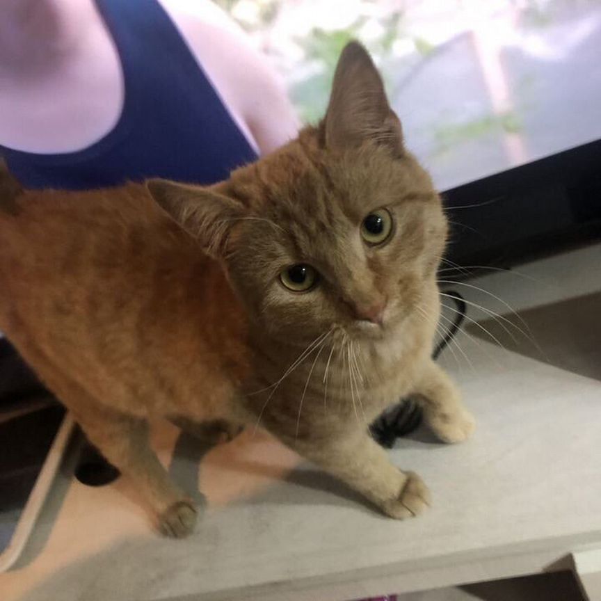 Кошка