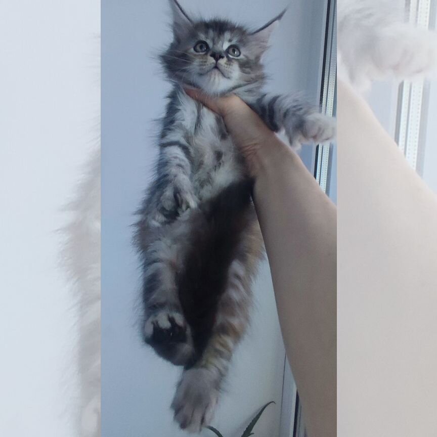 Котята мейн-кун полидакт 6/6/5/5