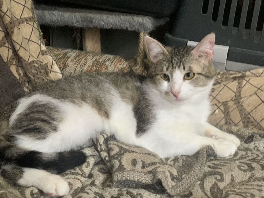 Котик с косыми глазами