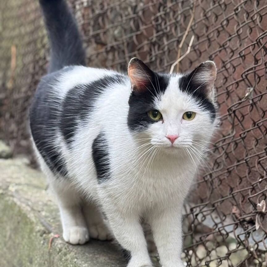 Мальчик красавчик в добрые руки